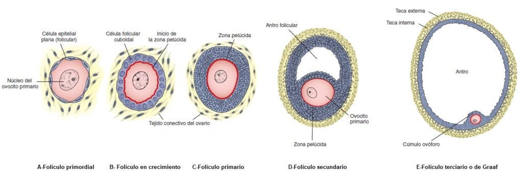 Ovogénesis - InvitroRed