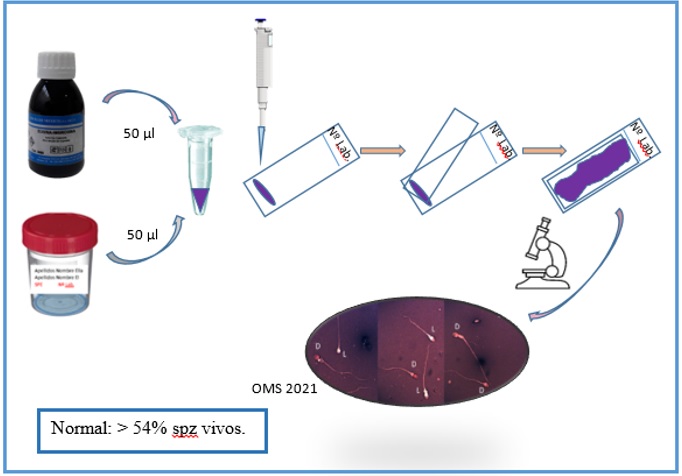 Vitalidad espermática - InvitroRed