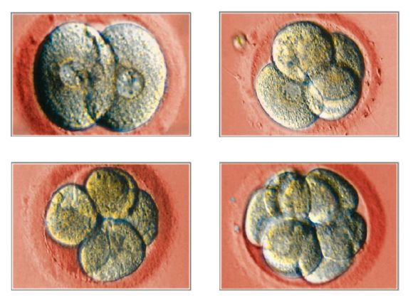 De zigoto a blastocisto - InvitroRed