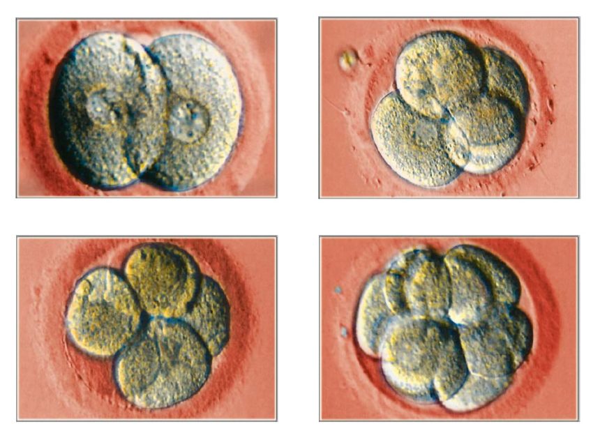 De zigoto a blastocisto - InvitroRed