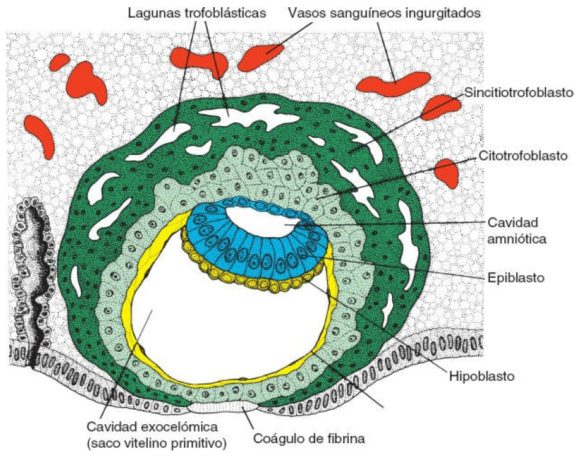 Implantación - InvitroRed