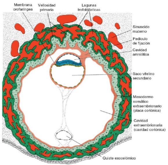 Implantación - InvitroRed