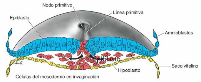 Gastrulación - InvitroRed