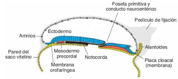 Gastrulación - InvitroRed