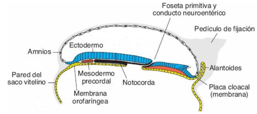 Gastrulación - InvitroRed
